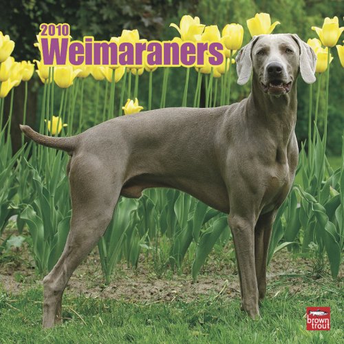 Weimaraners 2010 Calendar: Brown Trout Publishers: 9781421652009 ...