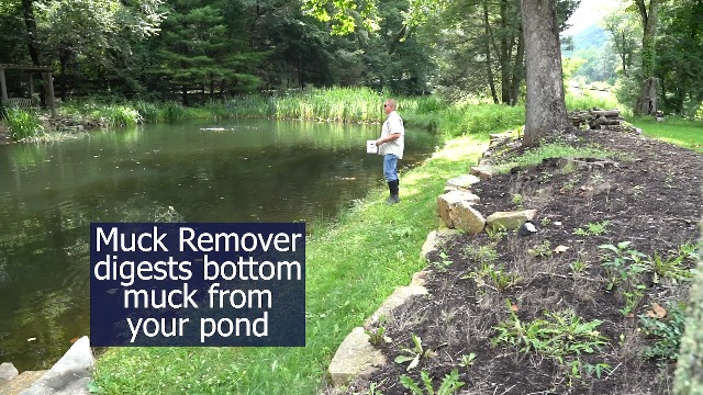 Watch Remove Pond Muck with Muck Remover Pellets on Amazon Live