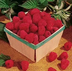 Amazon.com : 2 - Raspberries - Red Latham : Nonflowering Perennials ...