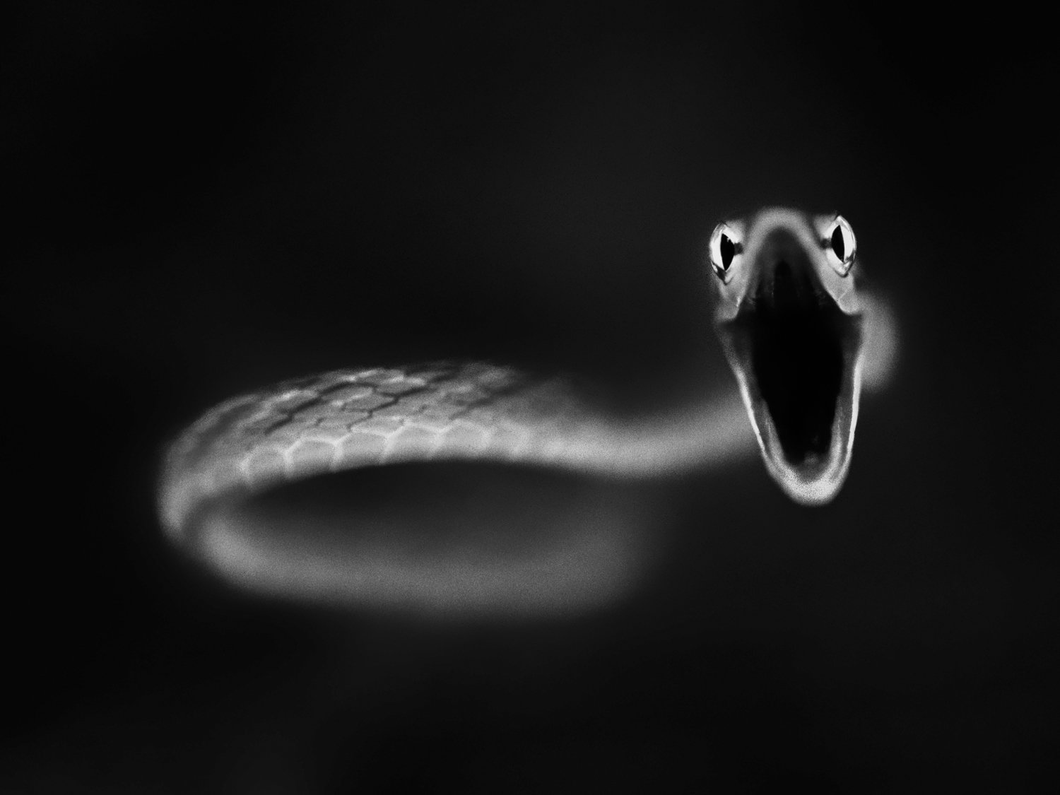 Snake Vine Eye Look Into My Eyes! | NCBS News