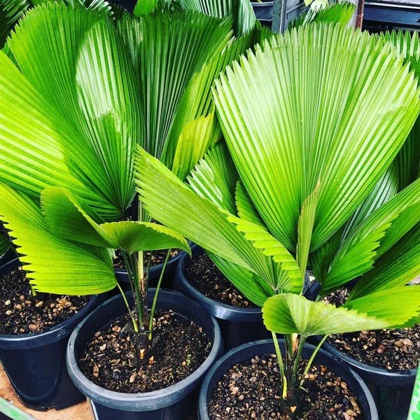 Mphmi Live Plant Nursery NCR Pichodia grandis, Ruffled fan palm, Palas ...