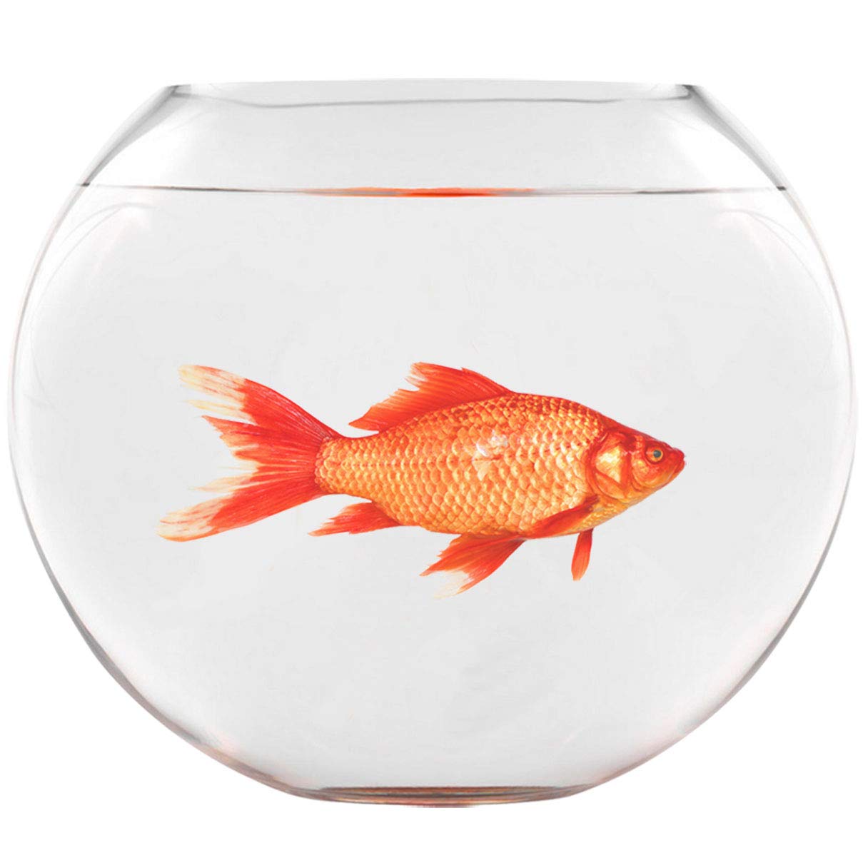 Amazon.com: VWAQ Goldfish Fishbowl Wall Stickers - Funny Vinyl Decals ...
