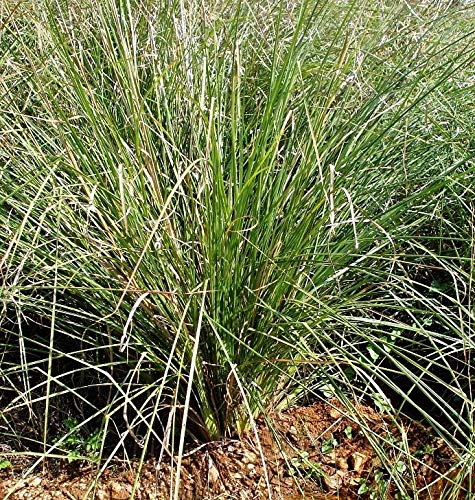 Plant House Live Kusha/Darbha Grass"Desmostachya bipinnata" Plant With ...