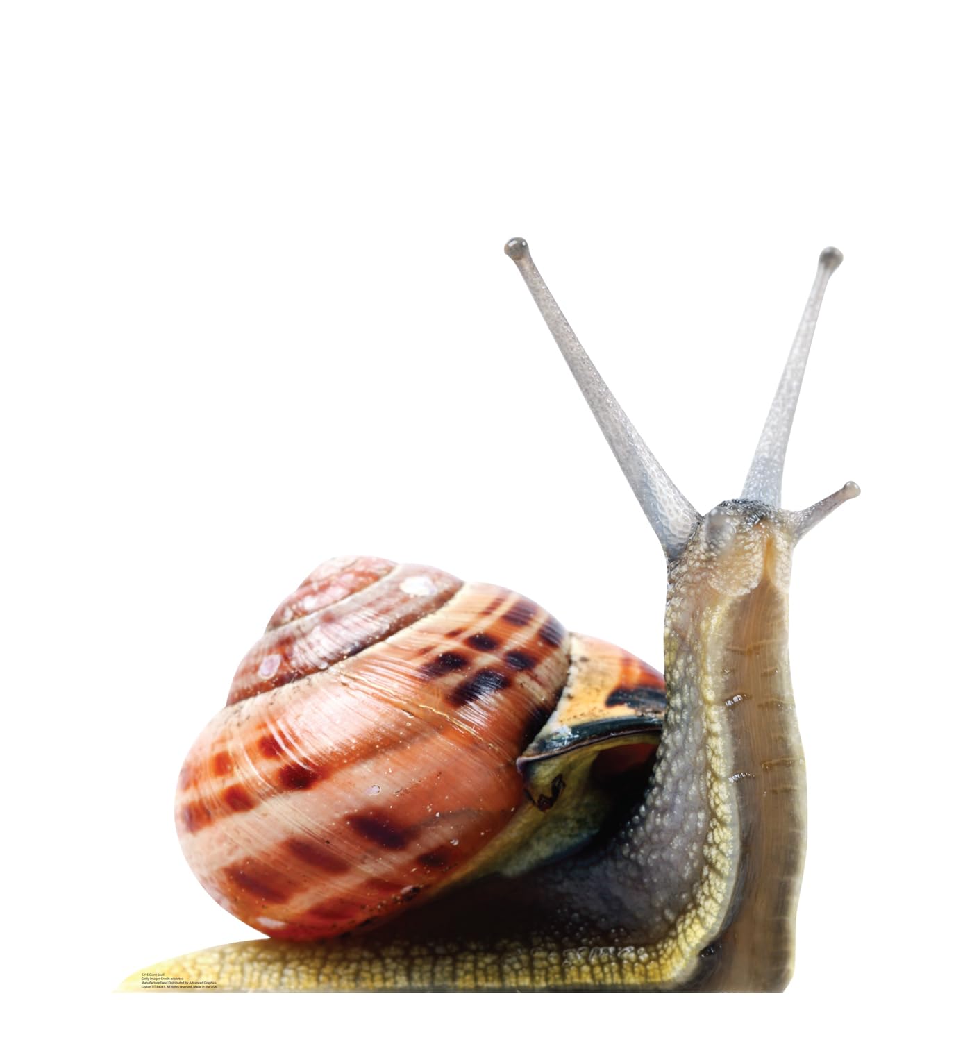 Amazon.com: Cardboard People Giant Snail Life Size Cardboard Cutout ...
