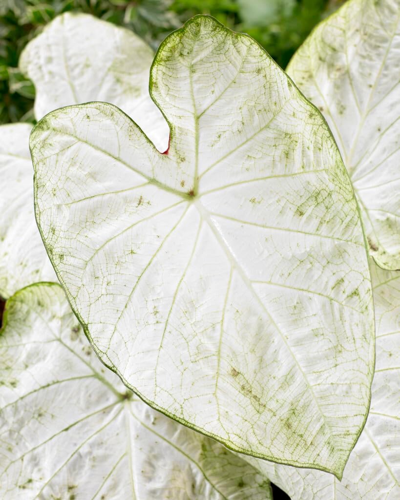 Amazon.com : 6 June Bride Fancy Caladium Bulbs for Planting - Exotic ...