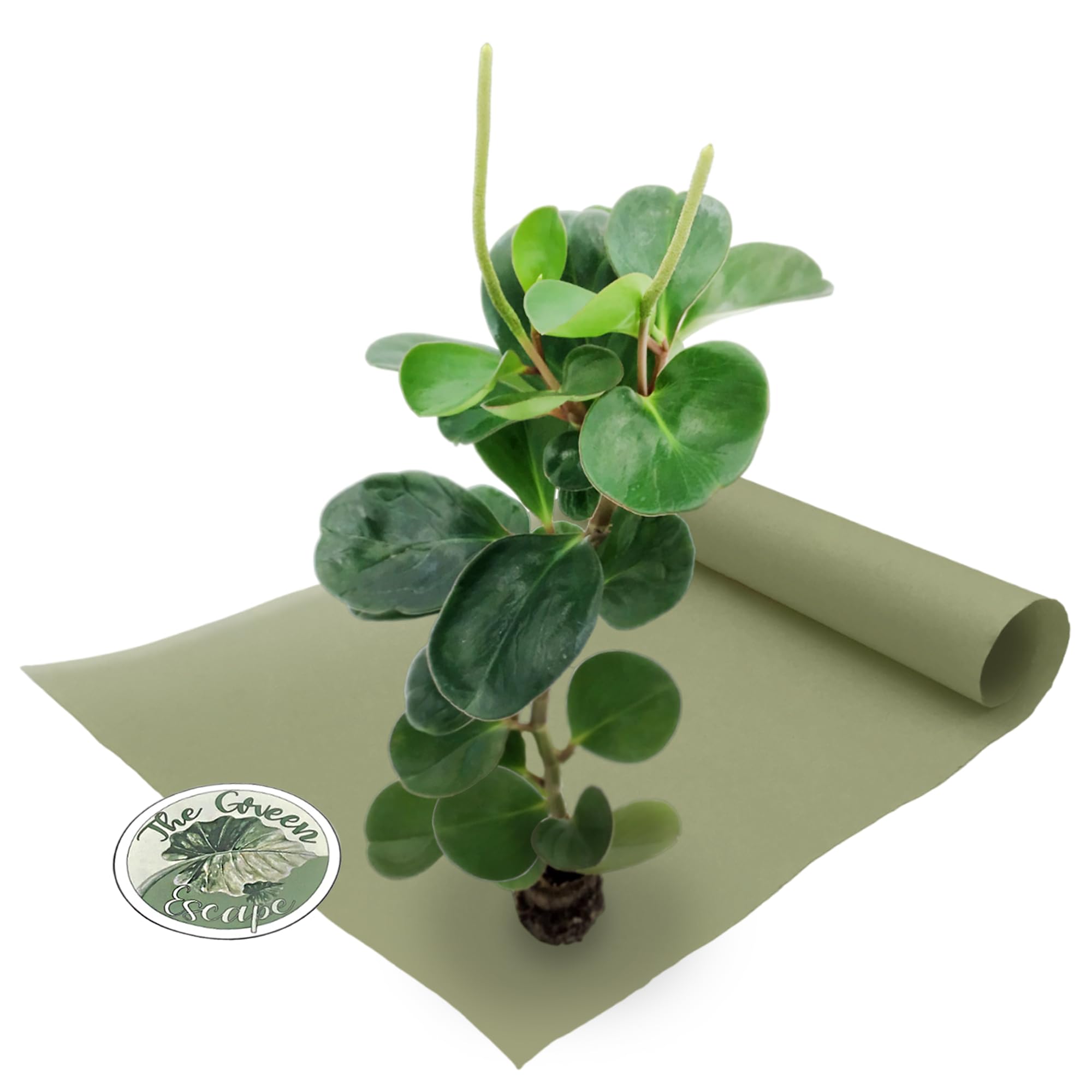 Amazon.com : Peperomia Emerald Isle Starter Plant : Patio, Lawn & Garden