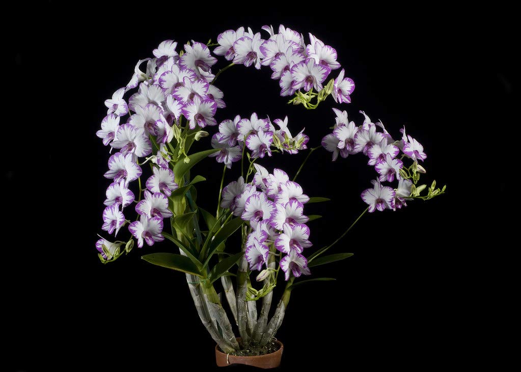 Aiden Gardens Dendrobium Orchid Plant Enobi Purple Splash 1 Healthy ...