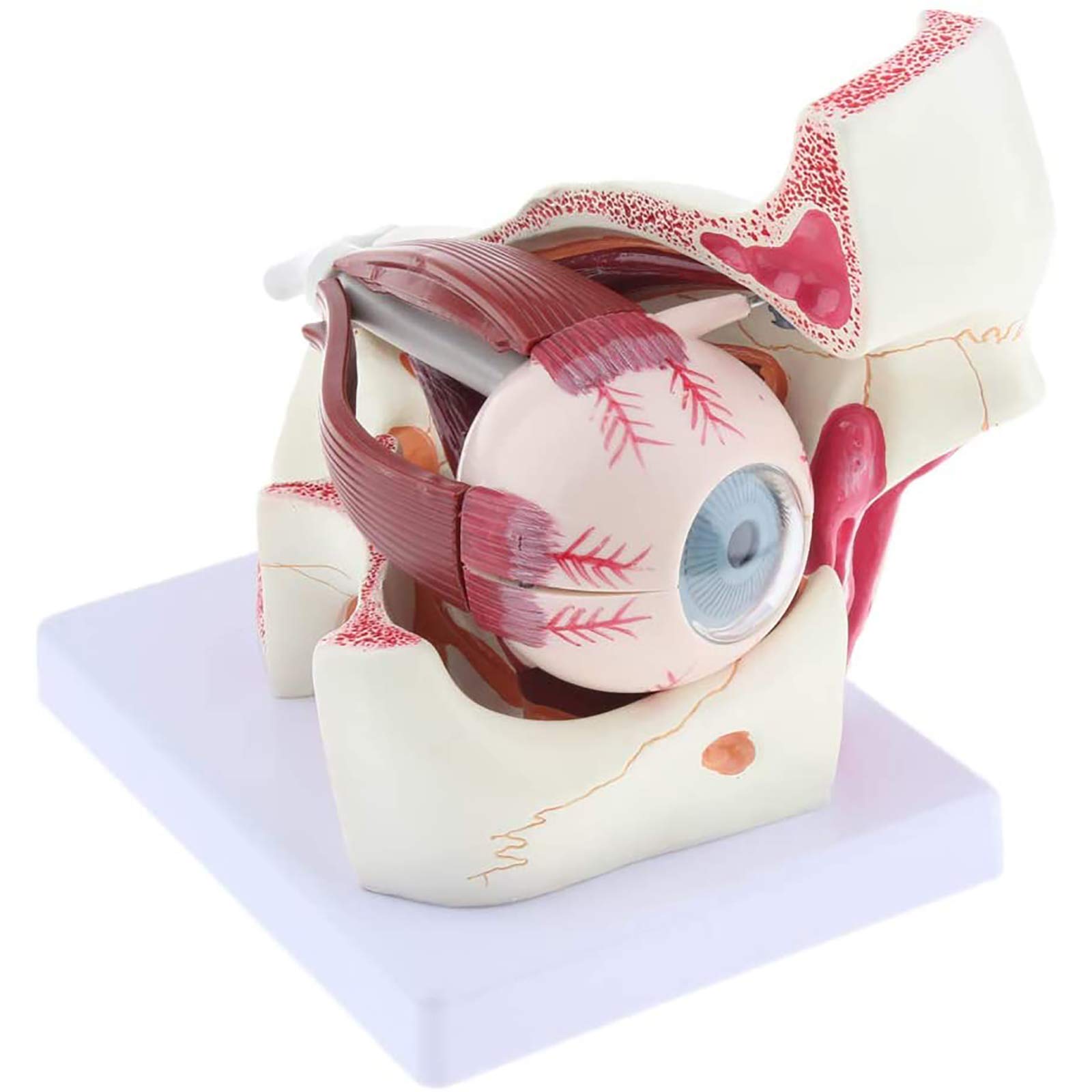 Buy WLKQ 3X d Human Eyeball Socket Nerve Corneal Iris Model Anatomy ...