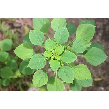 Indiana Indian Copperleaf Acalypha Indica Kuppikhokhali Kuppameni ...