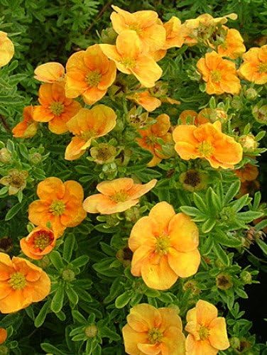 Amazon.com : Mango Tango Bush Cinquefoil - Potentilla - Flowering Shrub ...