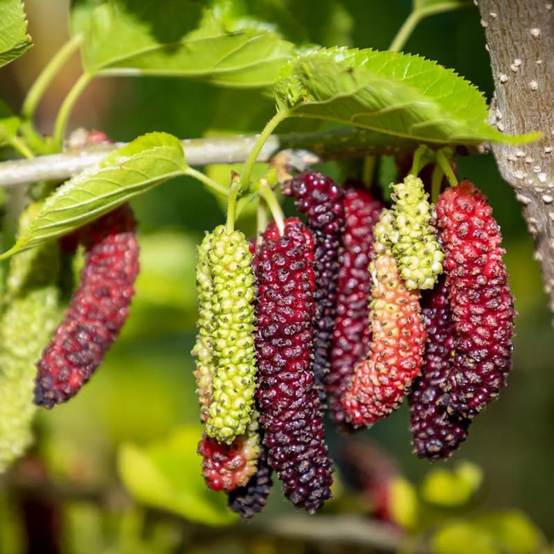 Amazon.com : Mulberry Tree Live Plant, 5 to 8 Inch Tall, Sweet Mulberry ...