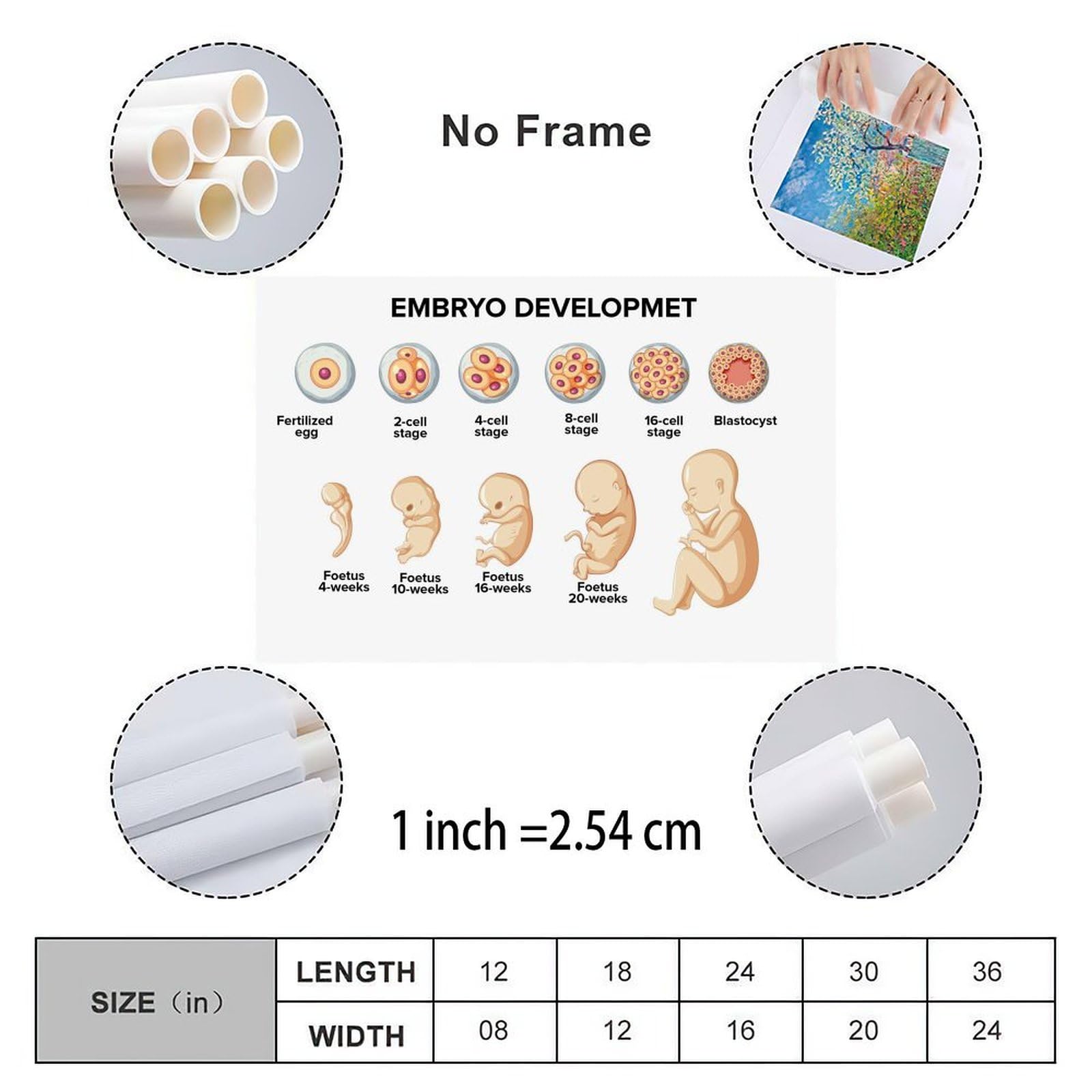 Human Fetal Development Chart