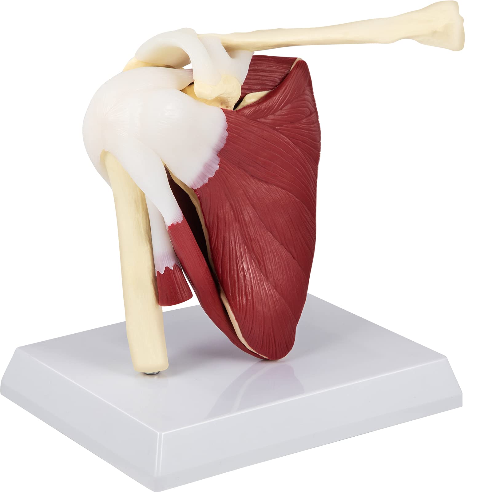 Buy VEVOR Muscled Shoulder Joint Model PVC Shoulder Model with ...