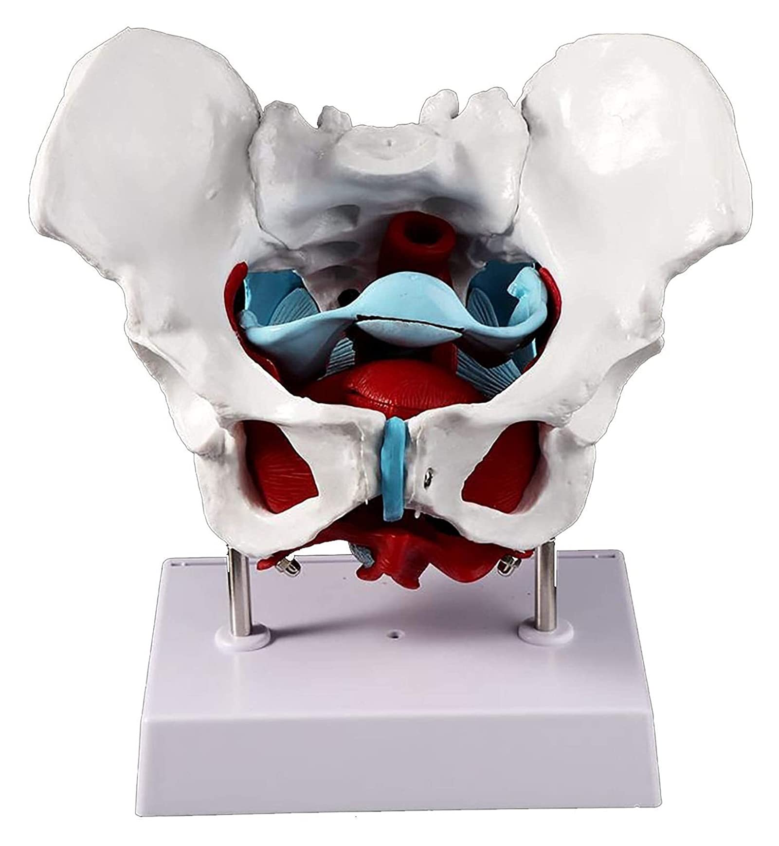 Buy organ model Medical Anatomical Female Pelvis Model Female Pelvis ...