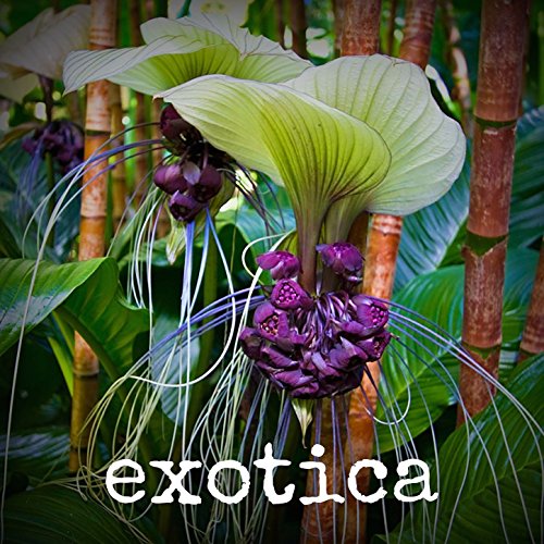 Amazon.com: Exotica : Gene Pierson: Digital Music