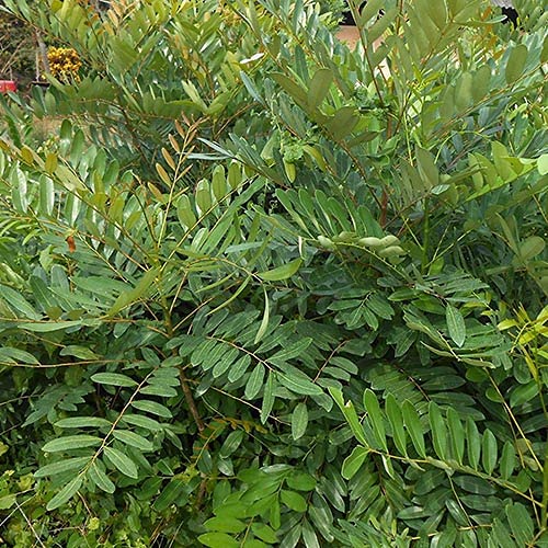 HERBALISM Laxmi Taru Lakshmi Taru paradise-tree 2ft height big ...