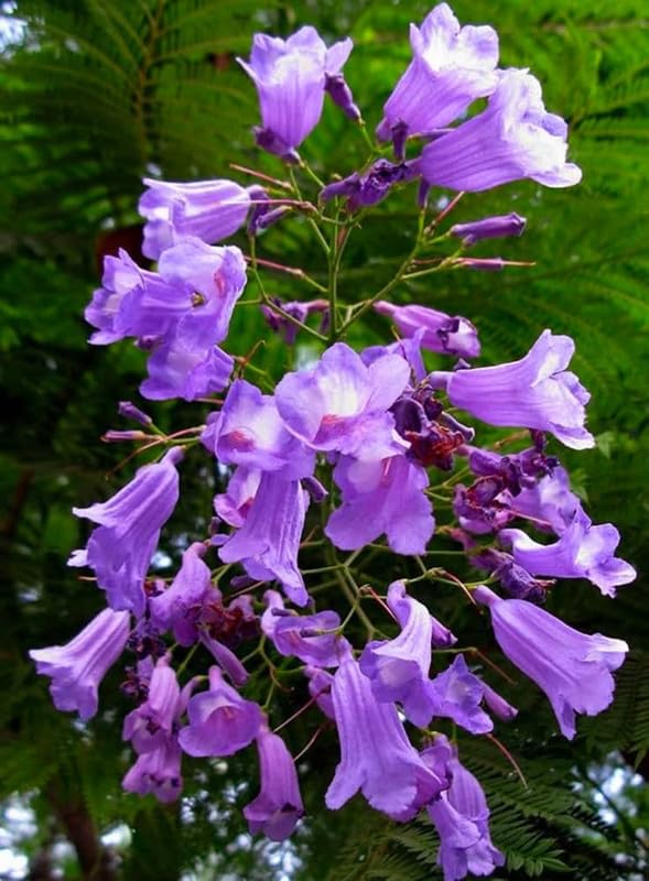 Indian Jacaranda tree flower live plant PACK OF 1 : Amazon.in: Garden ...