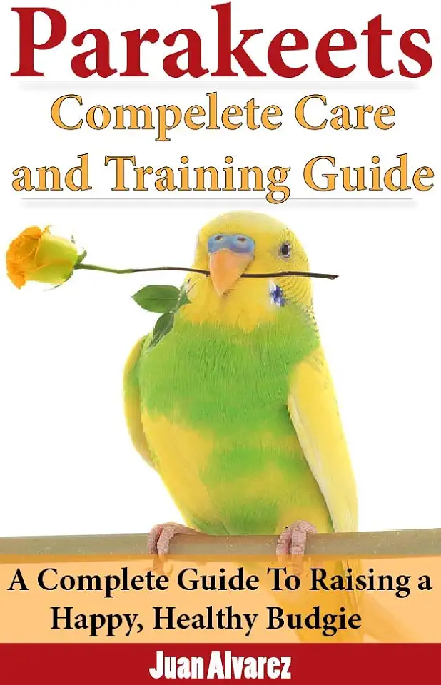 How To Train Budgies: A Step-By-Step Guide For Beginners | PetShun