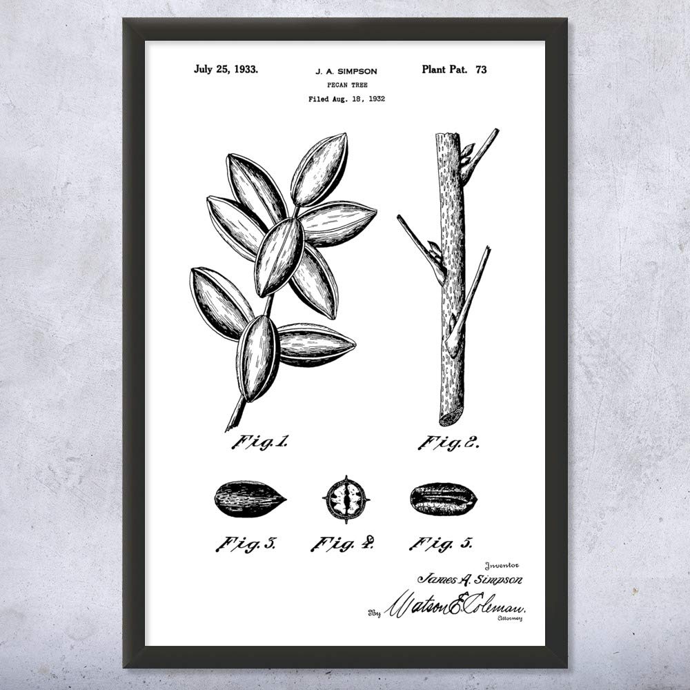Pecan Drawing