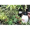 Amazon.com : SOLO 418 2 Liter One-Hand Pressure Sprayer, Red and White ...