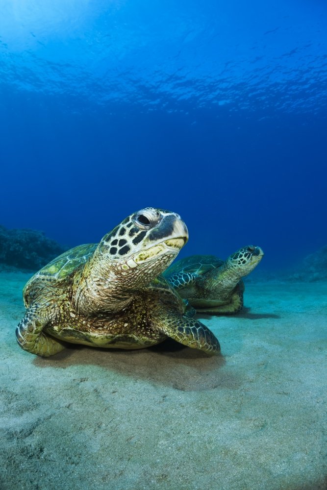 Tortugas Marinas Verdes Maui Maui Sea Turtles | Hawaiian Green Sea