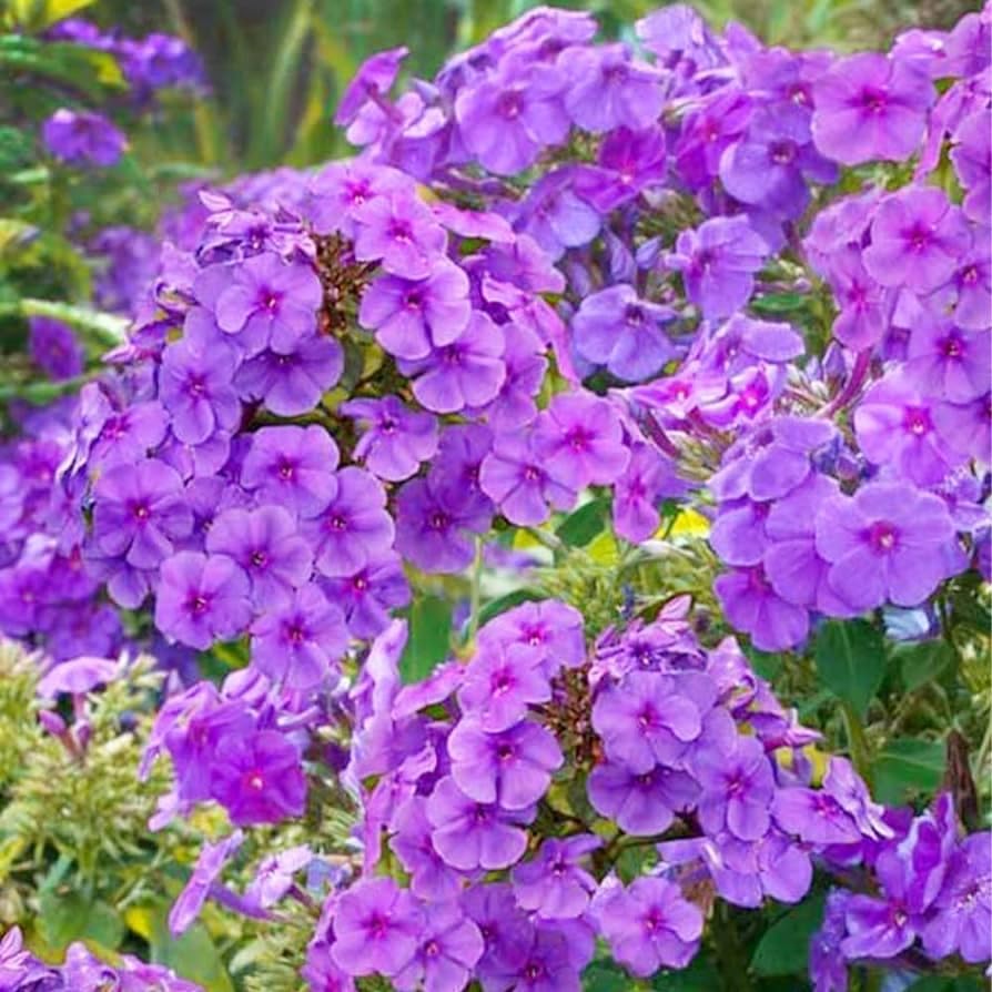 Amazon.com : Purple Phlox Seeds for Planting - 1000+ Perennial Ground ...