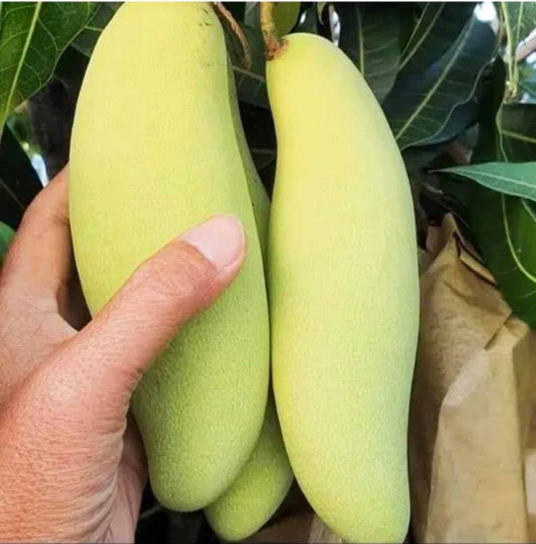 Nandini Garden Yellow Thai Banana Mango Grafted Live Plant Mango Mamidi ...