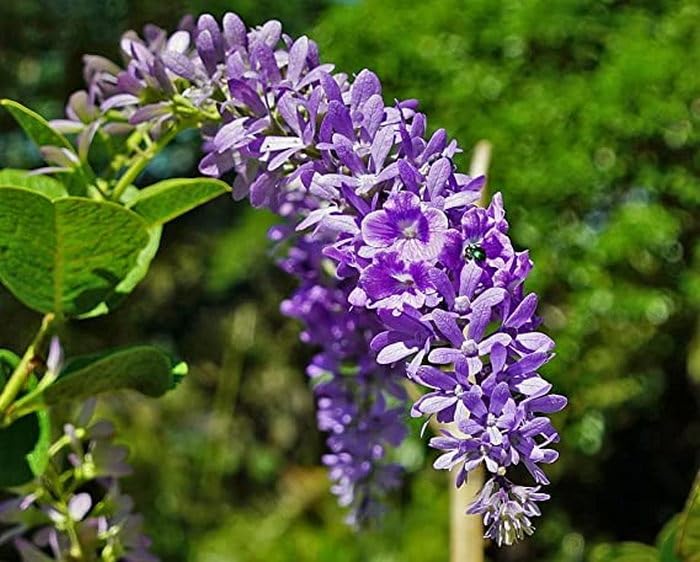 Creative Farmer Vine/Nilmoni Lata Flower Live Plant Crawling Sand Paper ...