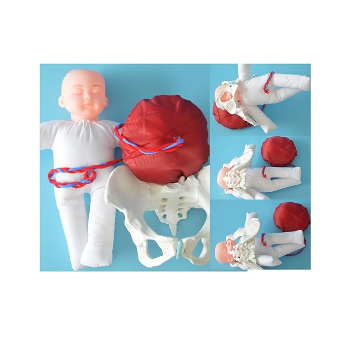 Buy Learning Childbirth Model Training Simulator Delivery Demonstration ...