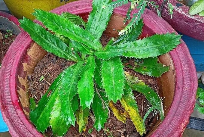 Rare Desi African Coriander/Culantro Medicinal Plant (Eryngium foetidum ...