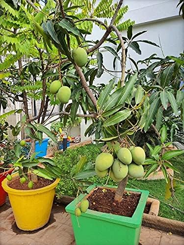 Original Himsagar Mango | Grafted Hybrid Live Plant | 2 Ft. Height ...