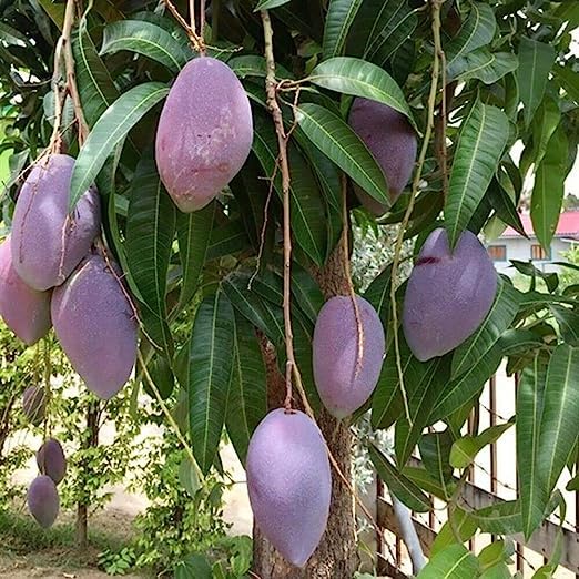 Mampi Garden Miyazaki Mango Eggs of Sun Rare Varety Miazaki Taiyo no ...