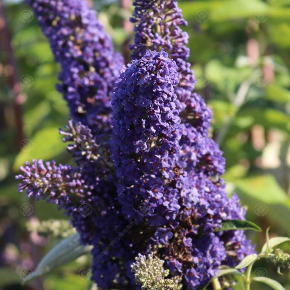 Buy Buddleia davidii 'Adonis Blue' Butterfly Bush Fragrant Garden | 9cm ...