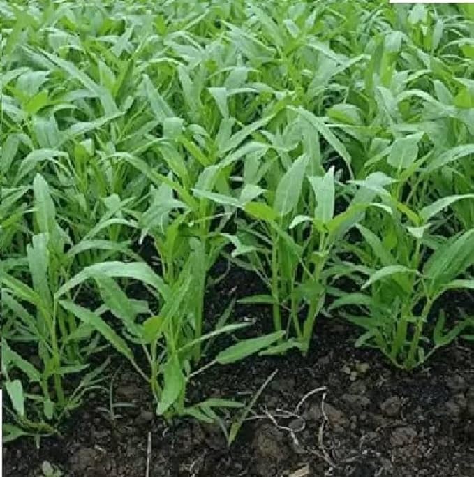 TENDER LEAVES Thai Kangkong - Water Spinach - 50 Seeds - Ipomoea ...