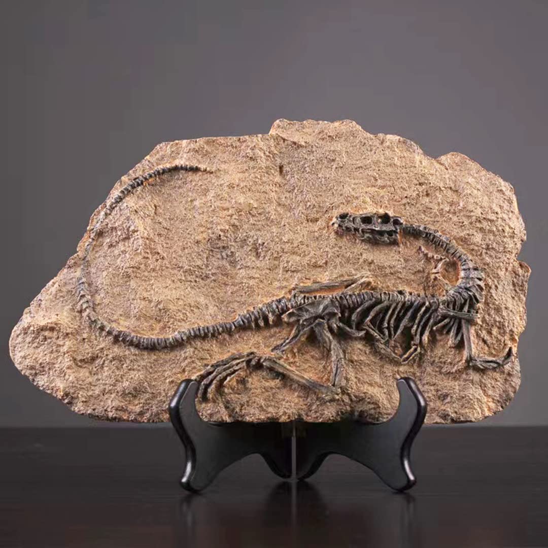 Amazon.com: FUNSXBUG Resin Dinosaur Skeleton Fossil Statue Figurines ...