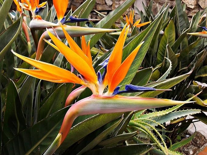 GREEN VOLCANO Bird of Paradise Live Plant "Strelitzia Reginae ...