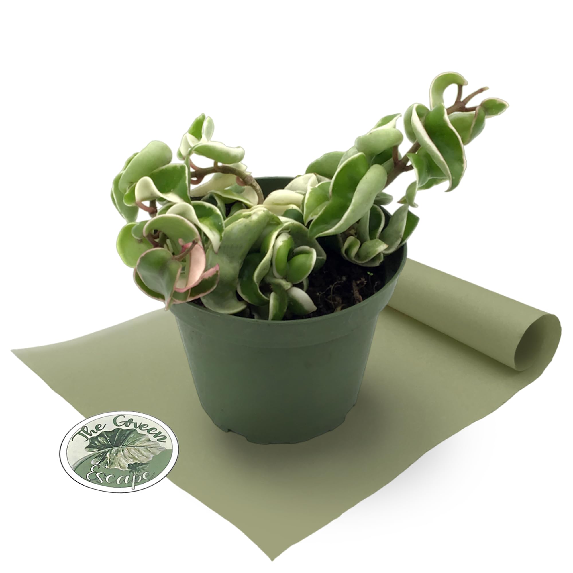 Amazon.com : Hoya Compacta Variegated “Variegated Hindu Rope” 4” Pot ...