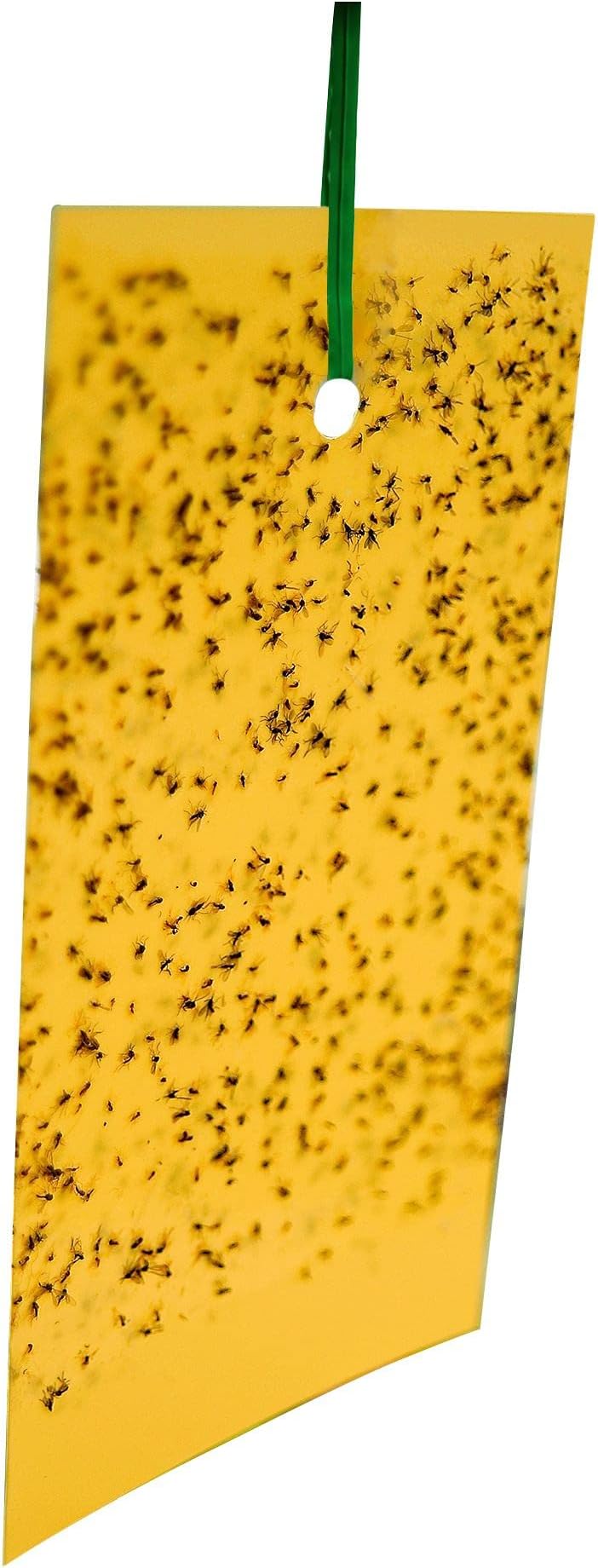 Yellow Sticky Traps Greenhouse Whitefly Fly Traps with Hanger - Various ...