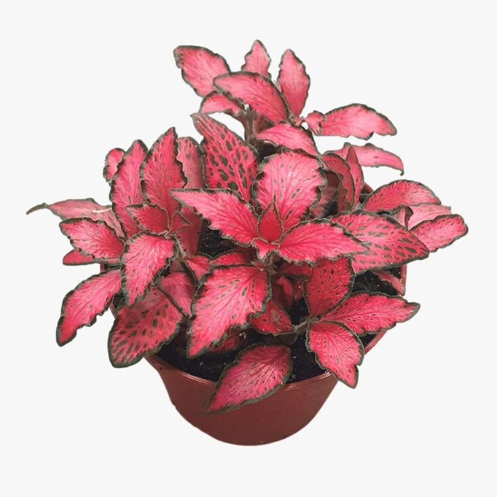 Creative Farmer Exotic Plant Fittonia Mini, 7 Cm Pot Small Plants For ...