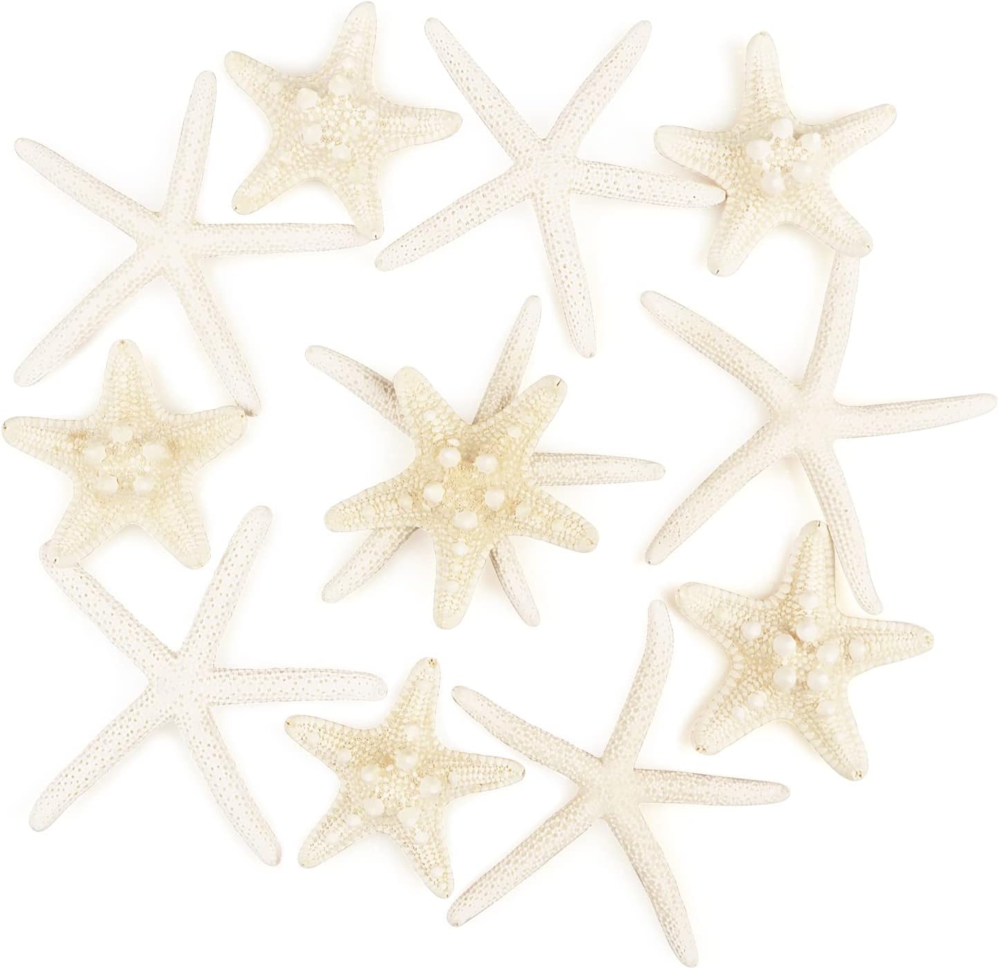Amazon.com: Jangostor 12 PCS Starfish 2-6 Inch Mixed Starfish Natural ...