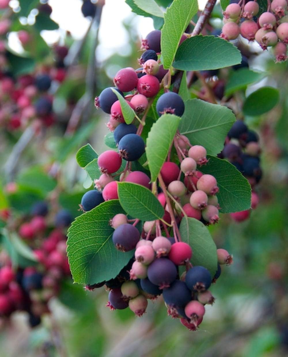 Plante de Juneberry 'Amelanchier Canadensis' en pot Ø 17 cm h. 100 cm ...