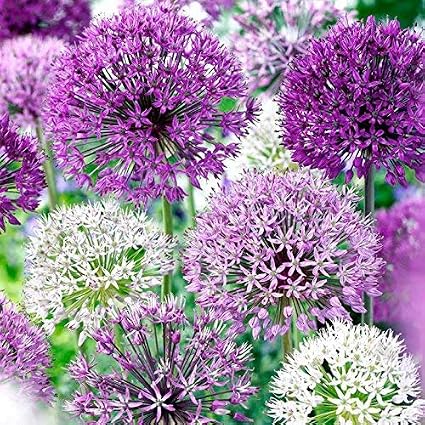 Amazon.com : Allium Blend Purple - 30 Bulb Pack - 4 to 6 Inch Diameter ...