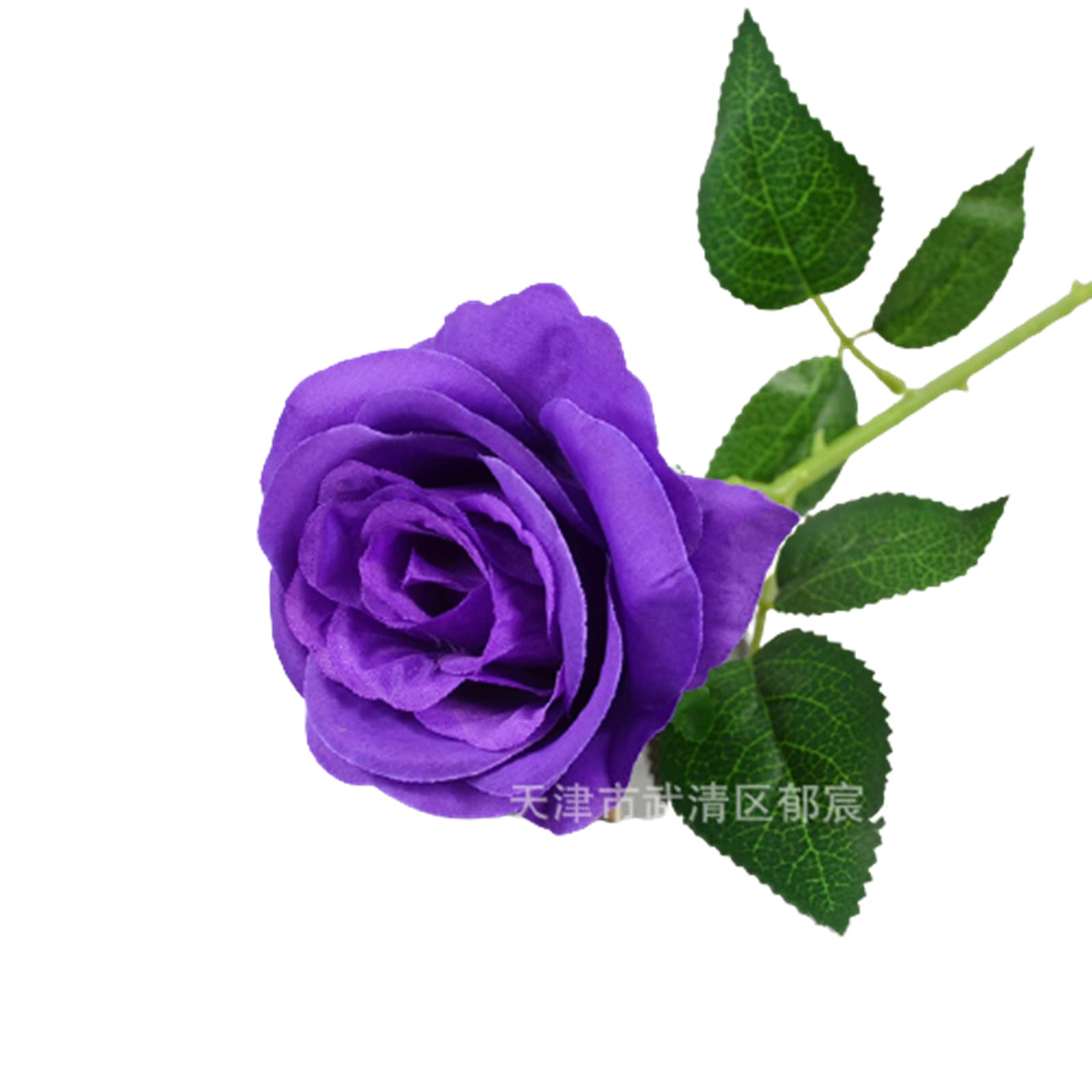 Single Purple Rose White Background