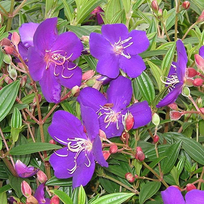 WBONLINE PLANTS BEGUM BAHAR FLOWER LIVE PLANT S : Amazon.in: Garden ...