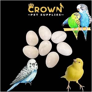 Amazon.com : Canaries Fake Eggs Solid Plastic for Parakeet Birds, Dummy ...