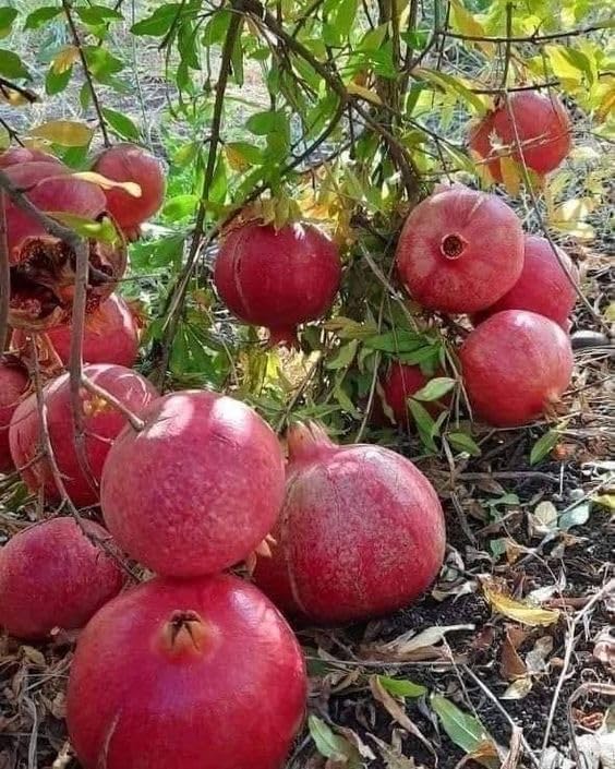 Cloud Farm Live Plant Dalim Punica granatum Anar One Healthy Live Grafted or Air Layered Hybrid ...