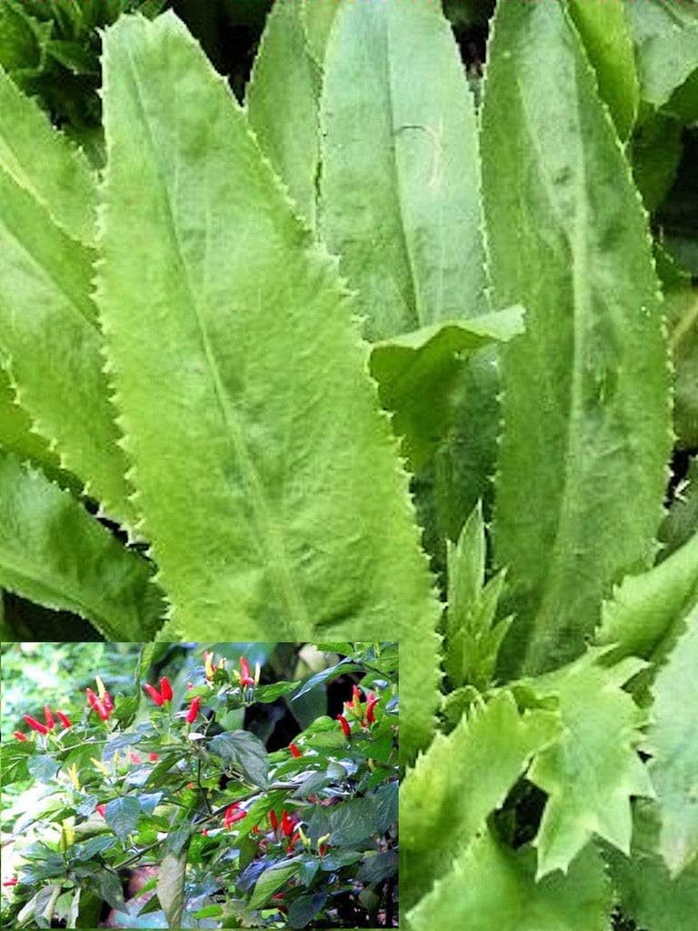 Amazon.com : 100 culantro recao Seeds + 10 aji Caballero Seeds : Patio ...