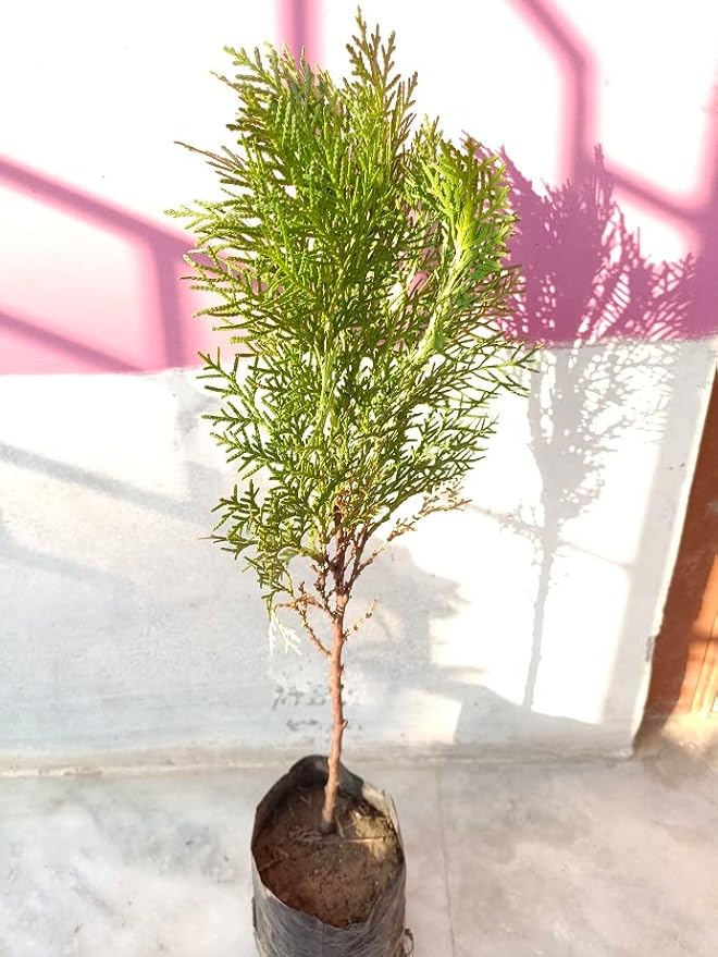 Chayatol Live Plant Morpankhi/Thuja Compacta Christmas Tree Garden ...