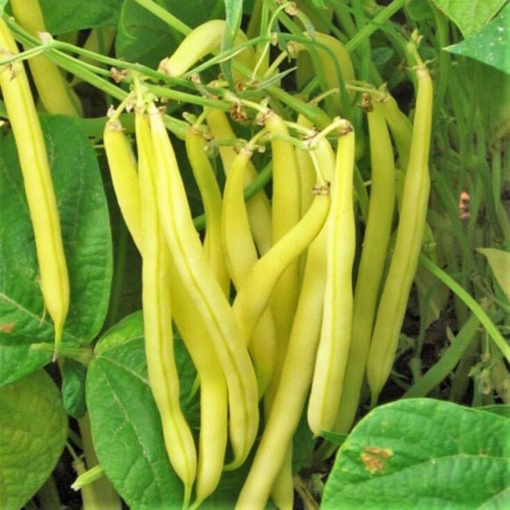 Amazon.com : TomorrowSeeds - Kentucky Wonder Yellow Wax Bean Seeds - 30 ...