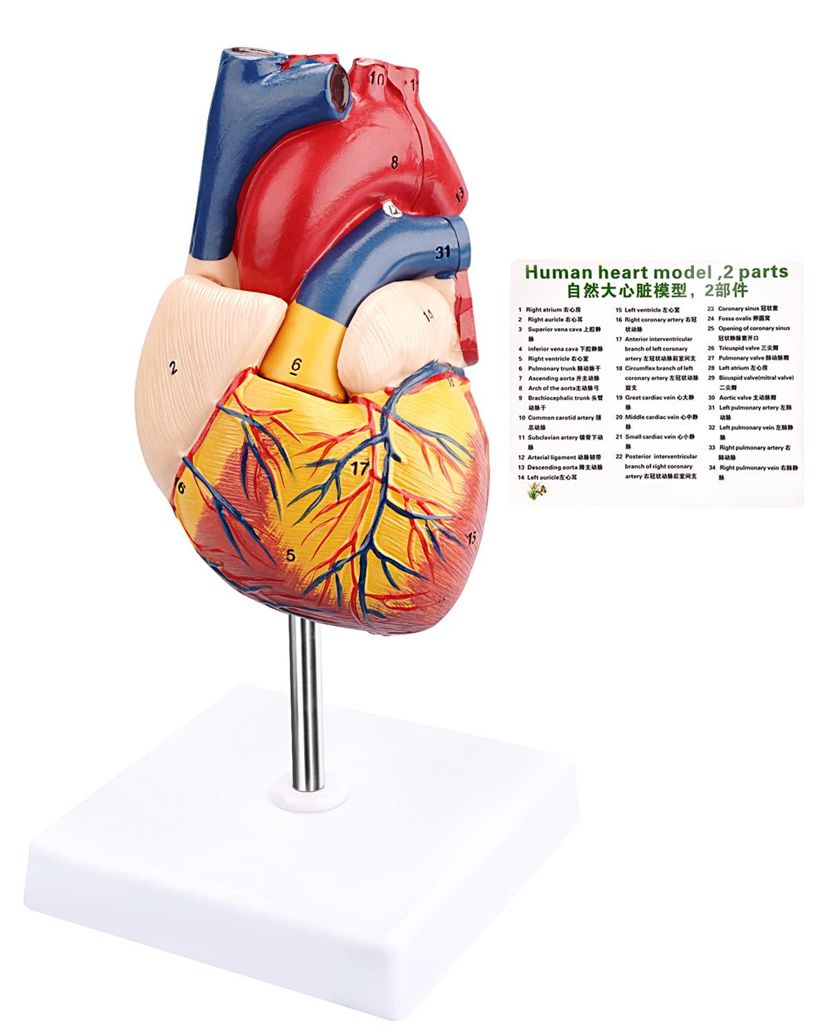 Fossa Ovalis Model Contemporary Clinical Management Of Atrial Septal